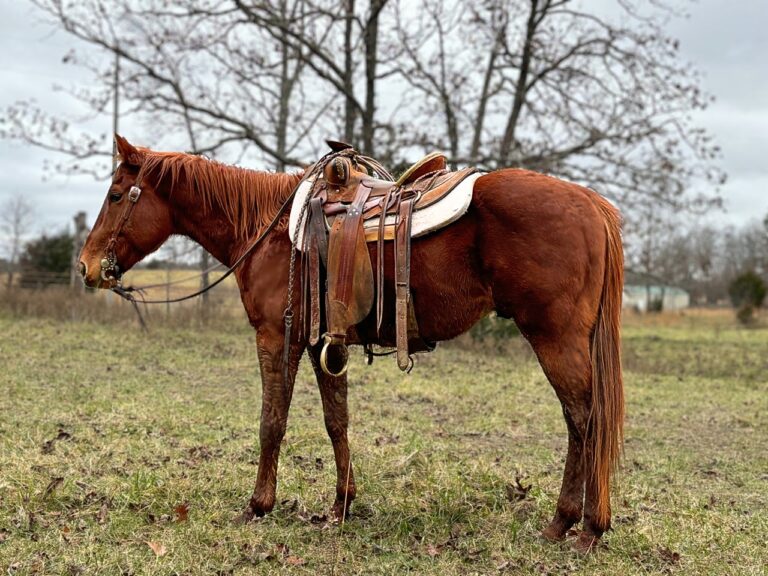 Cowpony Sales - Horses For Sale - Buy/Sell Western Performance Horses